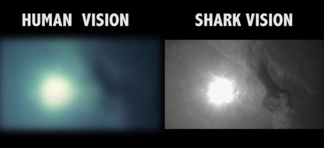 Voici la vision des animaux compareé à la vision humaine