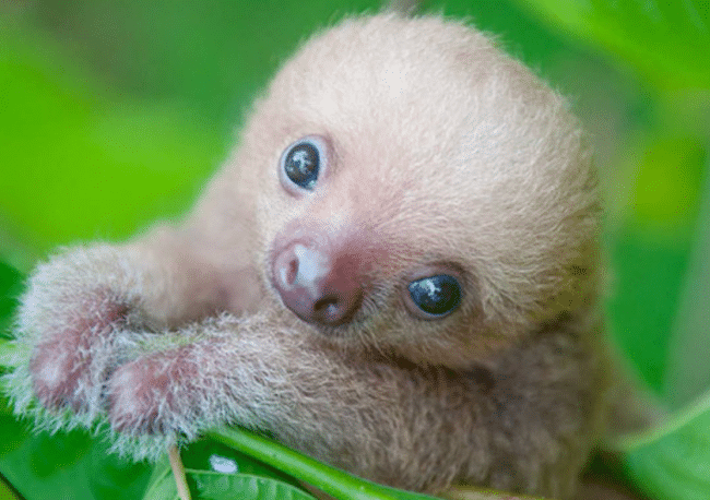 Essayez de regarder ces bébés paresseux sans esquisser le moindre petit ...