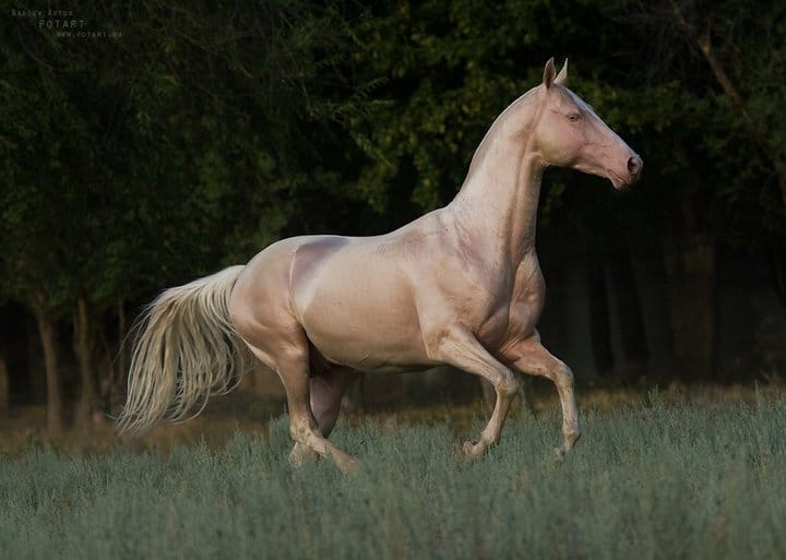 Découvrez des chevaux dorés, la plus belle race de chevaux au monde
