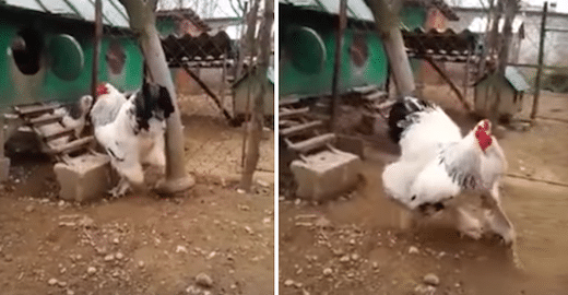 Ce coq est tellement grand qu'on pourrait croire qu'il s'agit d'un ...