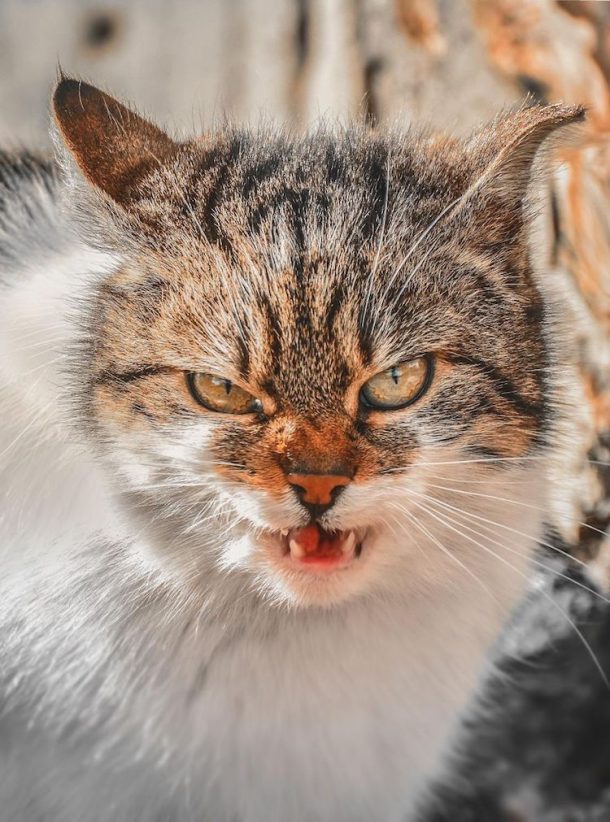 Ces photos de chats errants célèbre la beauté de ces animaux oubliés