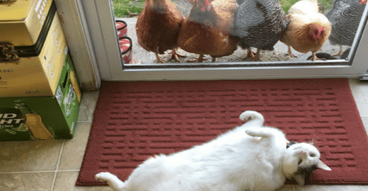 Ce (gros) chat prend la pose pour ses copines les poules et c'est ...