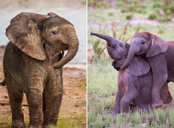 Bébés éléphants : 12 photos qui vont forcément vous donner le sourire