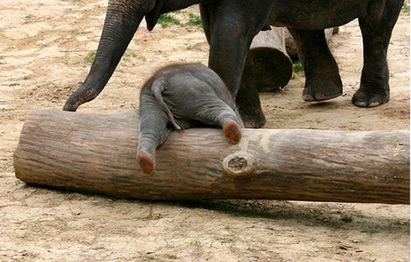Bébés éléphants : 12 photos qui vont forcément vous donner le sourire