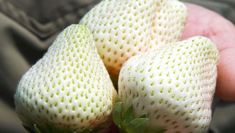Faites la découverte insolite des fraises blanches : un véritable ...