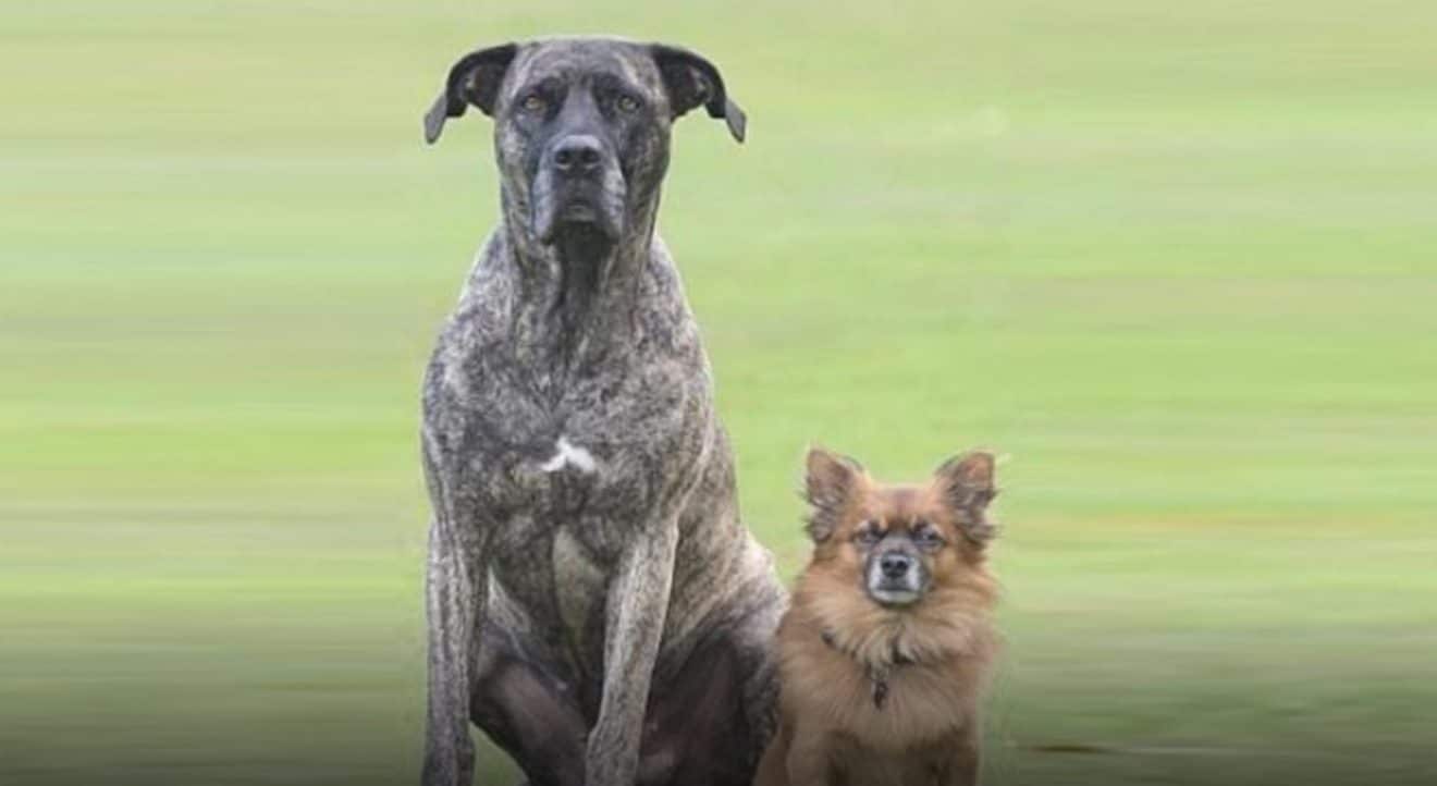 Ces deux chiens ont fait un petit ensemble... Regardez à quoi il ...