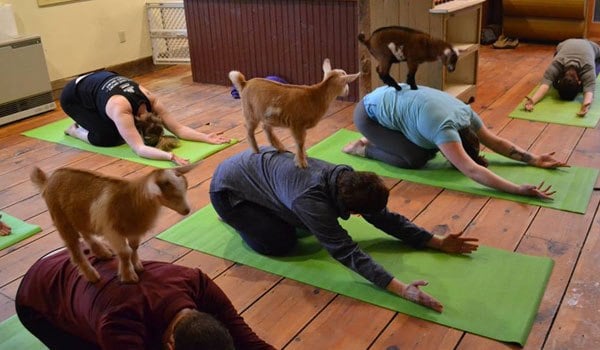 Goat Yoga : la nouvelle tendance sportive c'est le yoga avec des chèvres