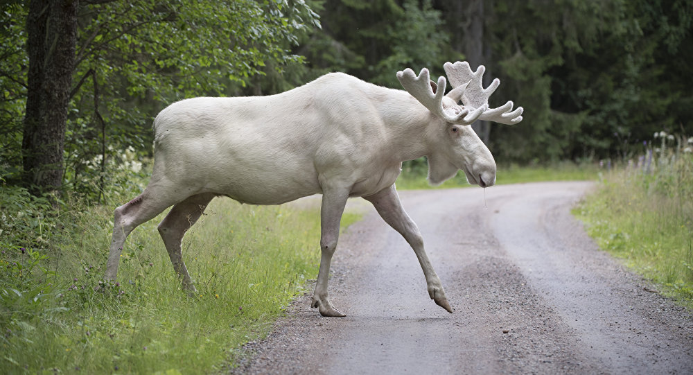Un élan blanc, un animal extrêmement beau et rare, a été aperçu par un ...