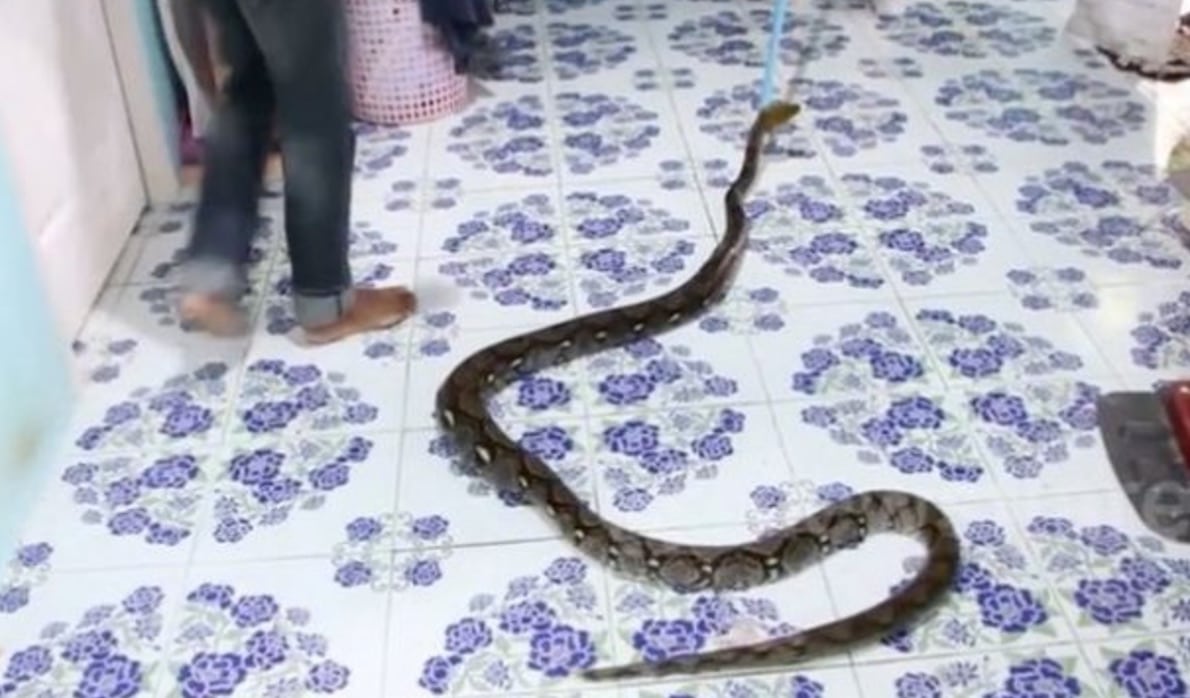 Un python de 3 mètres a tué son chat puis s'est réfugié dans la chambre ...