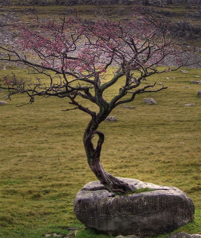 15 photos d'arbres qui luttent contre vents et marrées