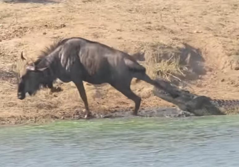 Un gnou est sur le point de se faire dévorer par un crocodile, jusqu’à ce que deux hippopotames ...