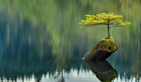 15 photos d'arbres qui luttent contre vents et marrées