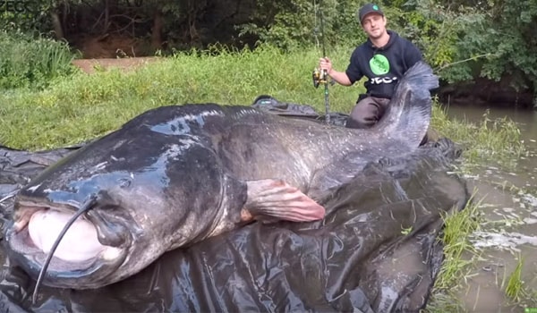 Il pêche un silure de 2,74m et bat le record du plus gros poisson pêché ...