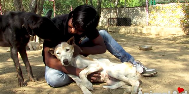 Ce chien était très mal en point lorsque les sauveteurs l’ont découvert ...