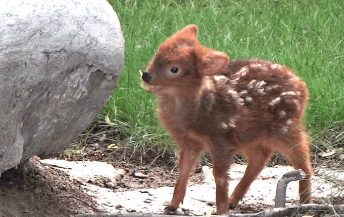 Découvrez le poudou, l'espèce de cervidés la plus petite et la plus ...
