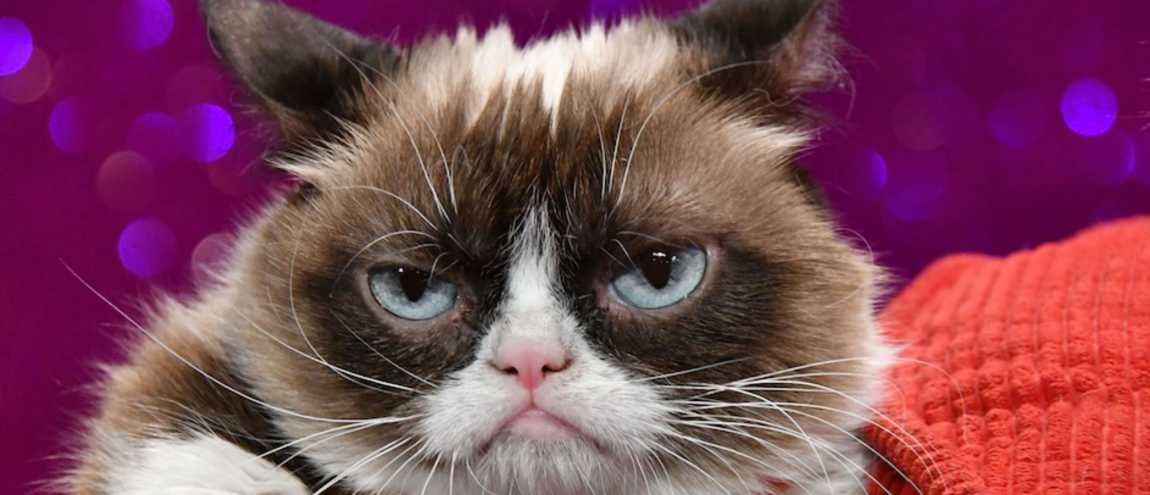 Grumpy cat, le chat grognon, a gagné une somme astronomique au tribunal ...