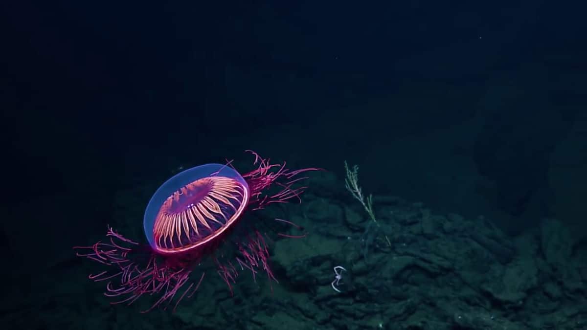 Rare : une méduse Halitrephes maasi filmée au large d’une île mexicaine ...