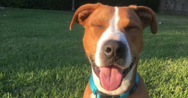 Elle adopte un chien très craintif et le présente à son petit-ami, la ...