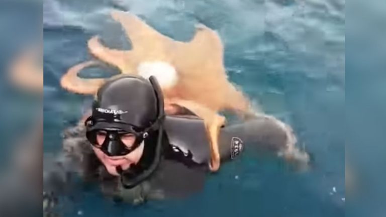 Quand cette maman chat a perdu son chaton d'une grave infection , ce ...