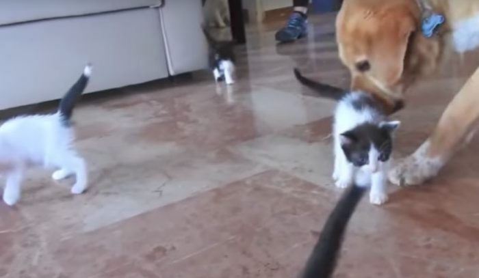 En plein milieu de la balade, son chien fait demi tour et la tire vers ...