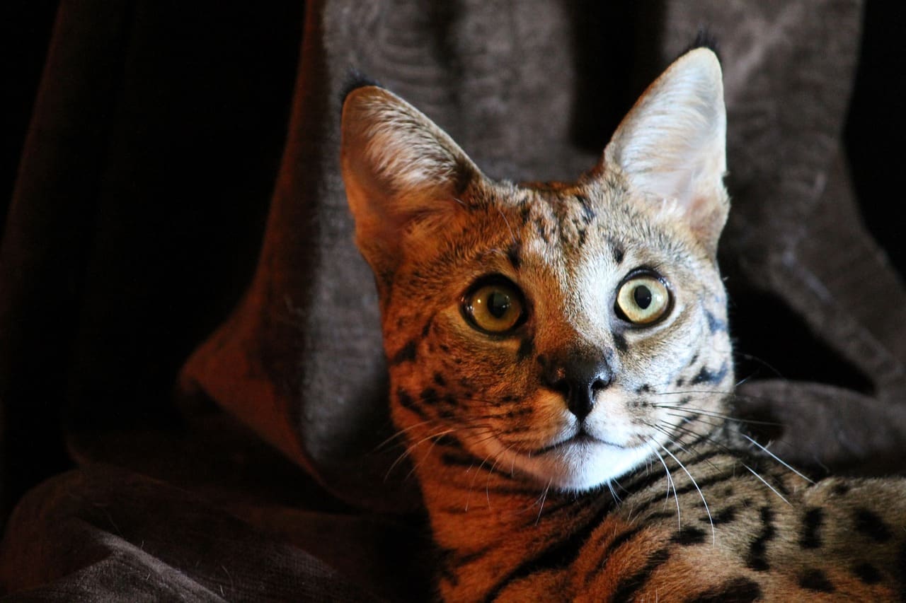 Le chat Savannah de Juvignac, pris au départ pour un léopard, était en ...