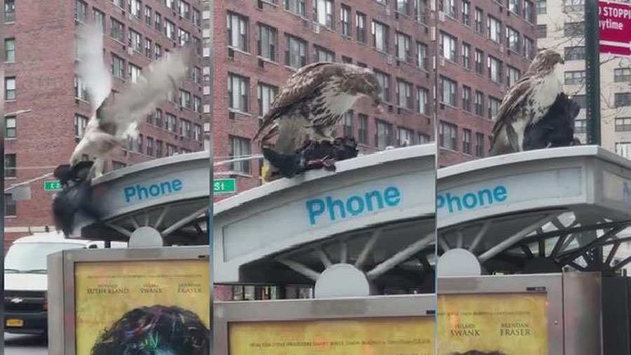 Un faucon s'attaque à un pigeon qu'il déplume encore vivant en pleine ...