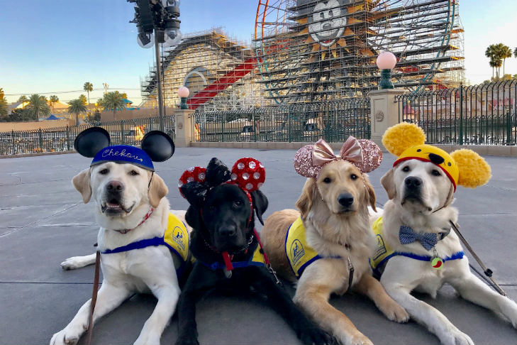 4 chiens-guides se baladent à Disneyland et ce sont clairement les ...