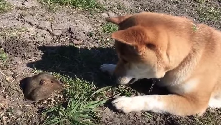 Un Shiba Inu rencontre un rat à poche et cette rencontre le laisse perplexe