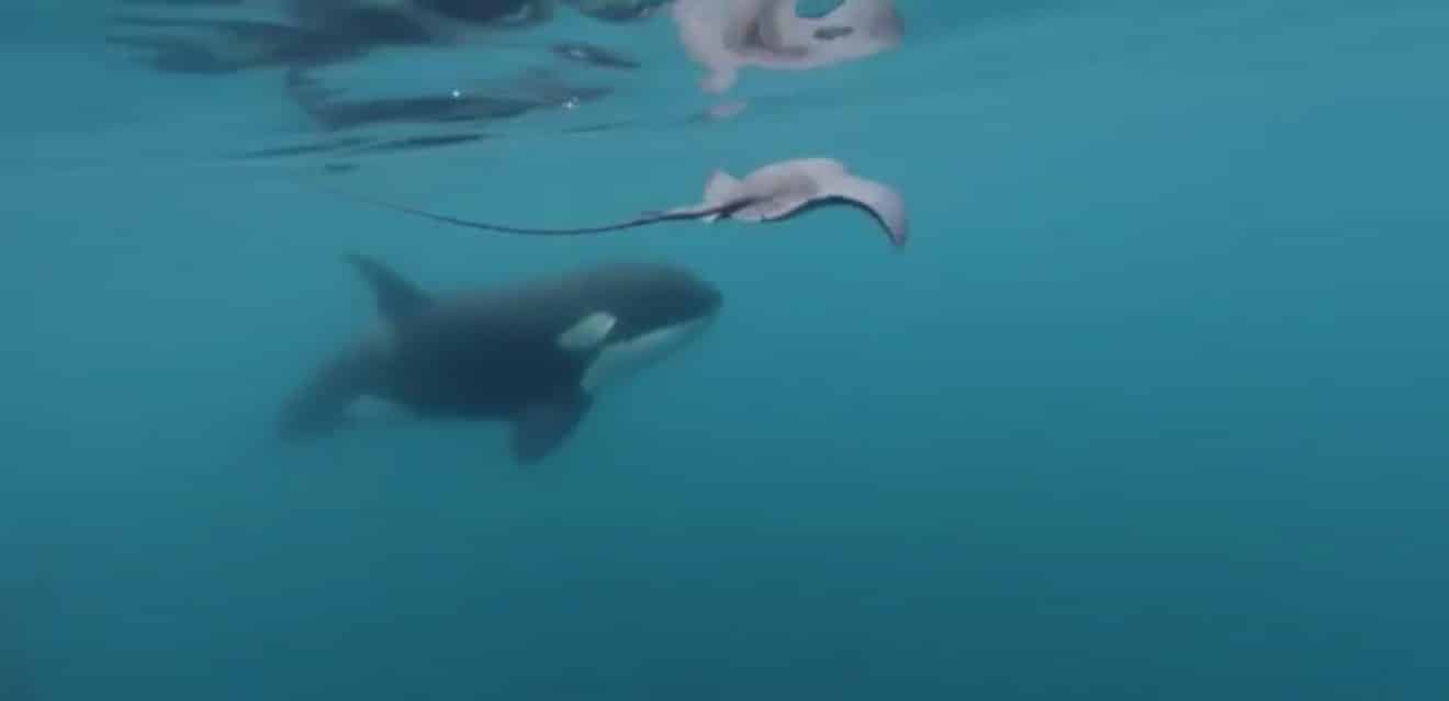 Une raie se fait assommer par une orque avec sa queue