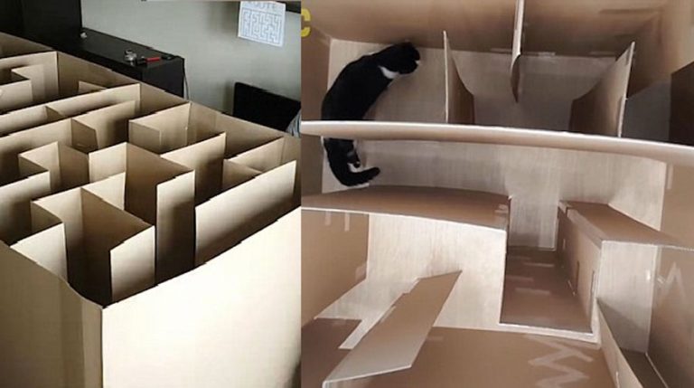 Il construit un labyrinthe en carton pour son chat ! Va-t-il se perdre ...