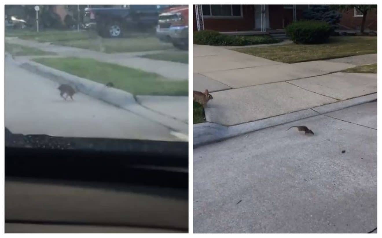 Vidéo choc : les images d'un combat sans merci entre un lapin et un rat