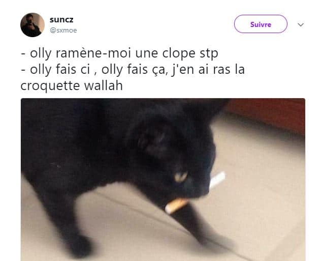 TOP TWEET : Les meilleurs tweets sur nos amis les chats