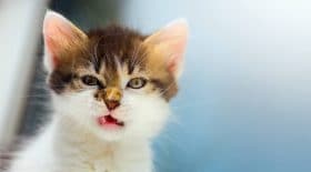 TOP TWEET : Les meilleurs tweets sur nos amis les chats