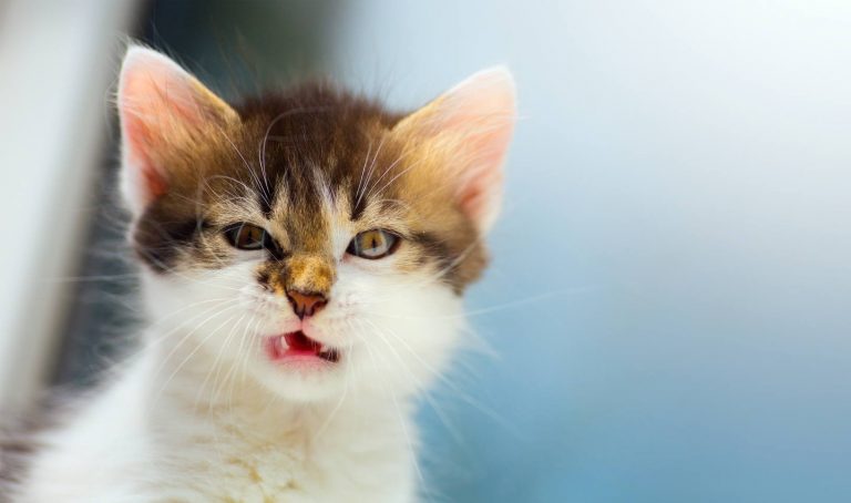 TOP TWEET : Les meilleurs tweets sur nos amis les chats