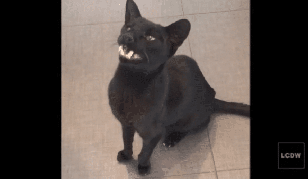 Les chats vampires existent pour de vrai ! En voici la preuve