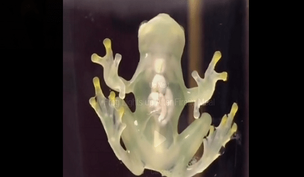La grenouille de verre est un animal absolument fascinant, son nom lui ...
