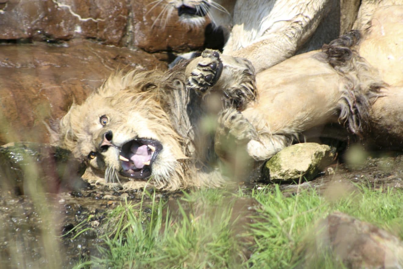 Ce lion, impuissant, se fait attaquer par un groupe de lionnes, les ...
