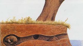 Découvrez l'ornithorynque : cet animal vous surprendra