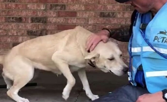 Ce moment bouleversant où un chien pris au piège par les eaux, voit son ...