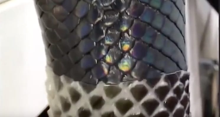 Ce serpent qui mue est la chose la plus fascinante que vous verrez ...