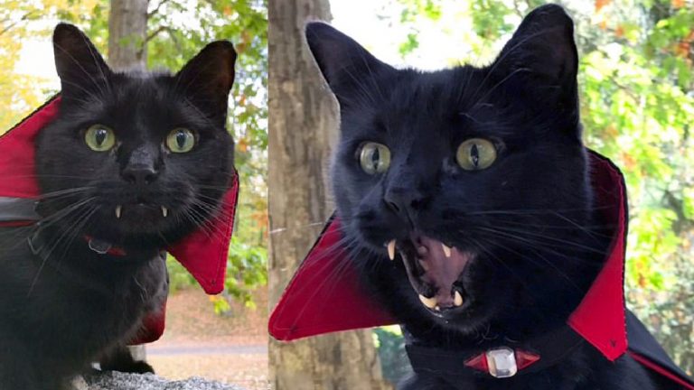Ce chat vampire avec des crocs de Dracula est la star d'Instagram à l ...