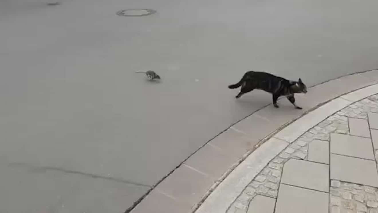 Un chat attaque un rat mais ça ne se passe pas comme prévu ! Ce rat est ...