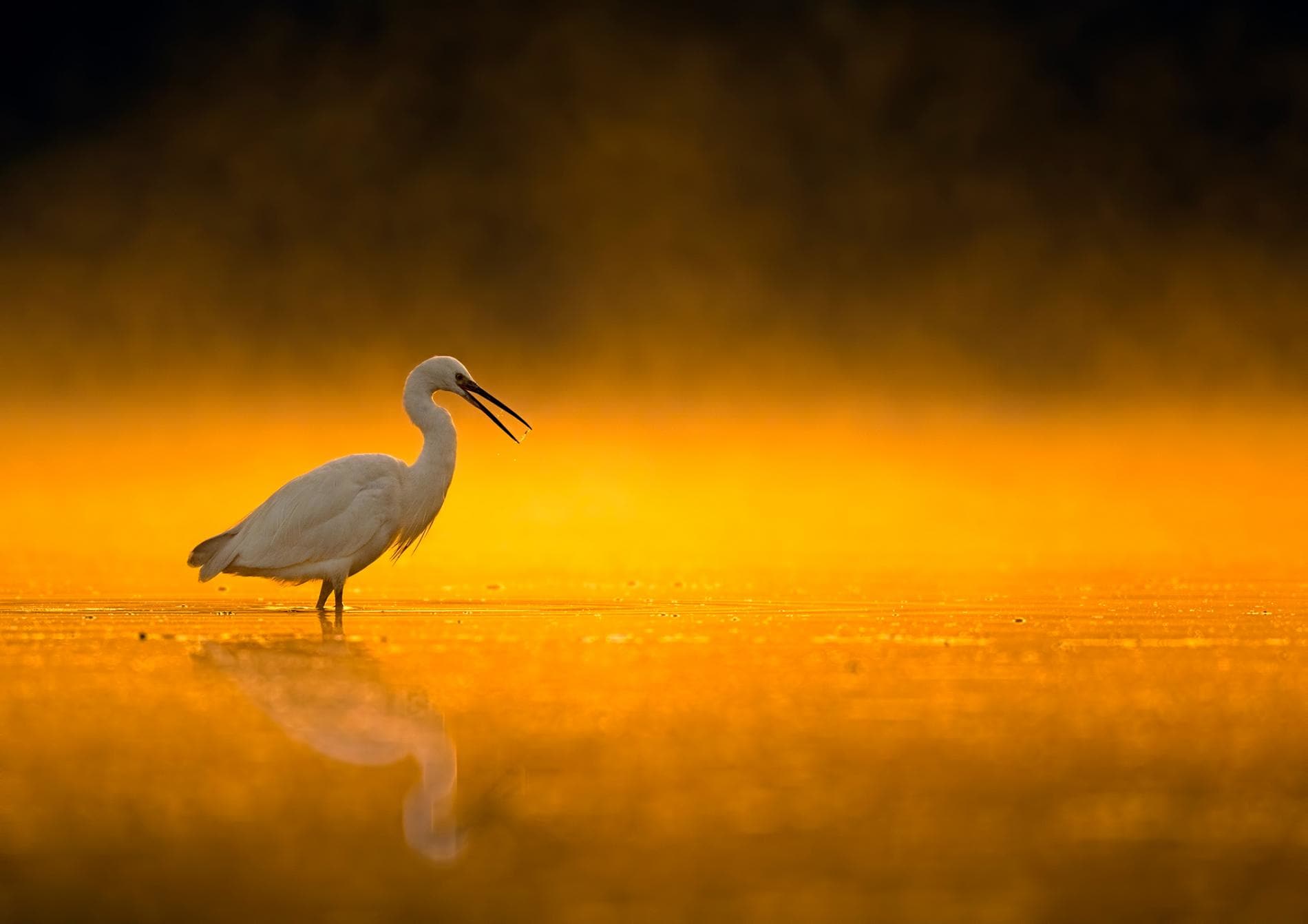 Découvrez des photos incroyables d'animaux - Page 4 sur 5
