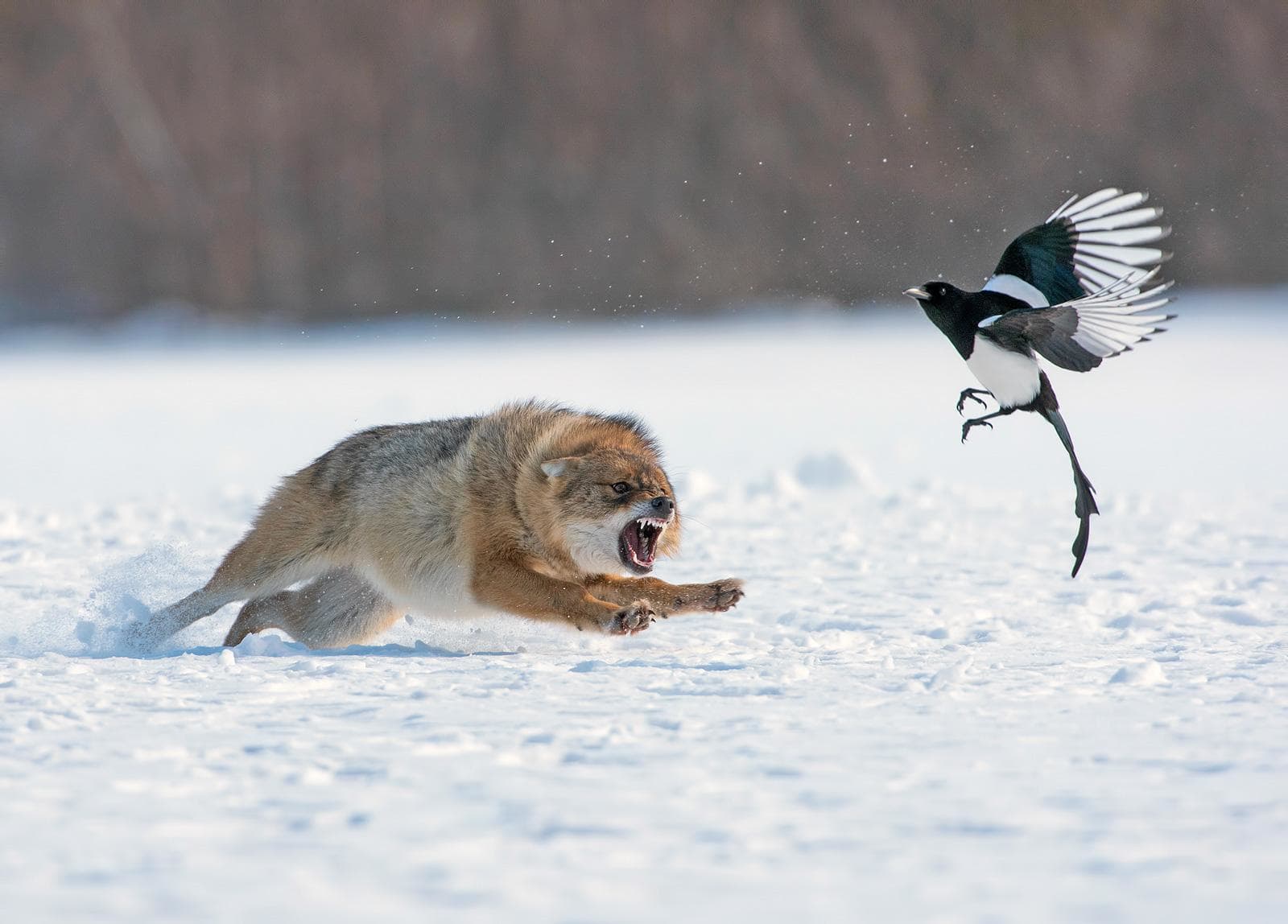 Découvrez des photos incroyables d'animaux - Page 4 sur 5