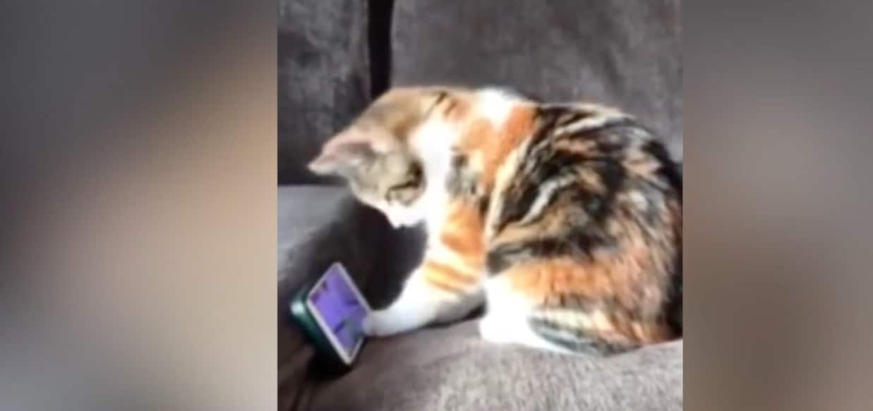 Etes-vous plus accro à votre téléphone que ce petit chaton ? (vidéo)