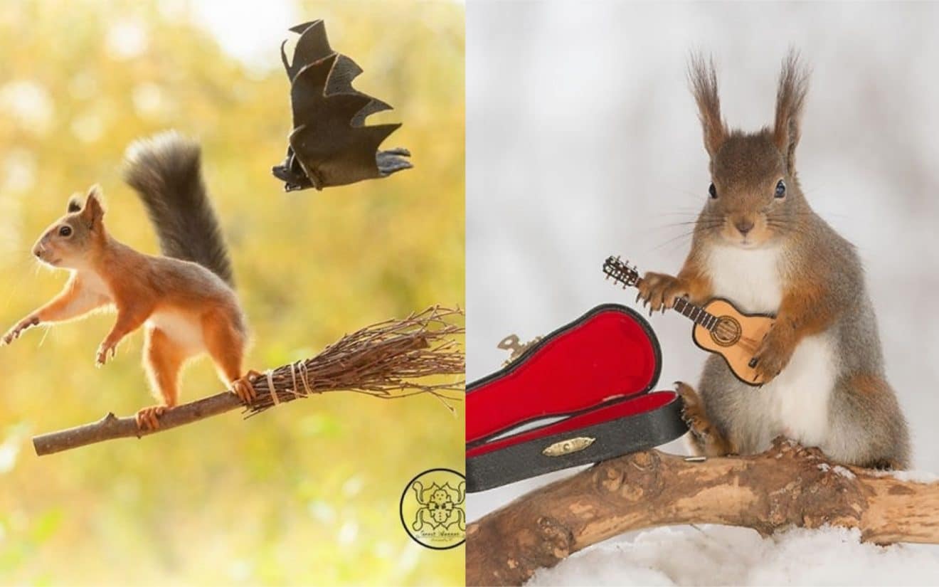 Un photographe suit des écureuils pendant 6 ans et voici ses 50 ...