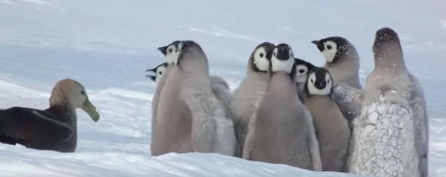 Des bébés manchots sauvés par un héros inattendu (vidéo)