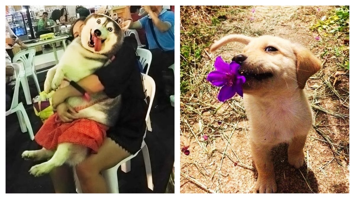 Kenny le chien qui parle : une femme et son chien ont trouvé une façon ...