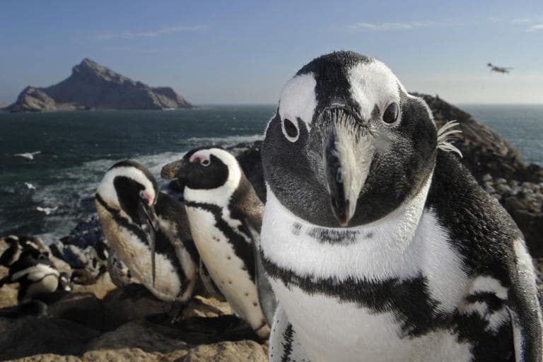 Découvrez des photos incroyables d'animaux