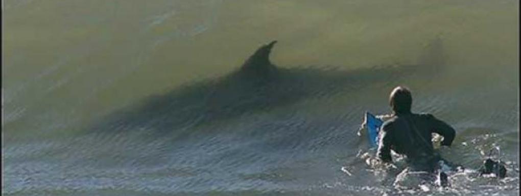 Un surfeur en Australie attaqué par un requin et gravement blessé